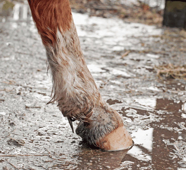 Tudo saber sobre a dermatite de quartela de cavalo - Royal Horse
