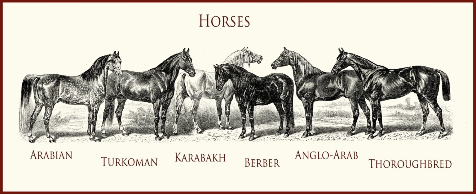 The english Thoroughbred : discover its history - Royal Horse