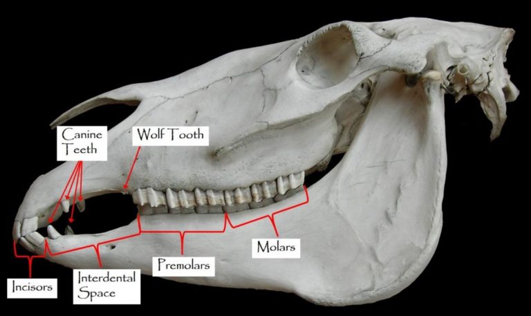 How to take care of my horse's teeth? - Royal Horse