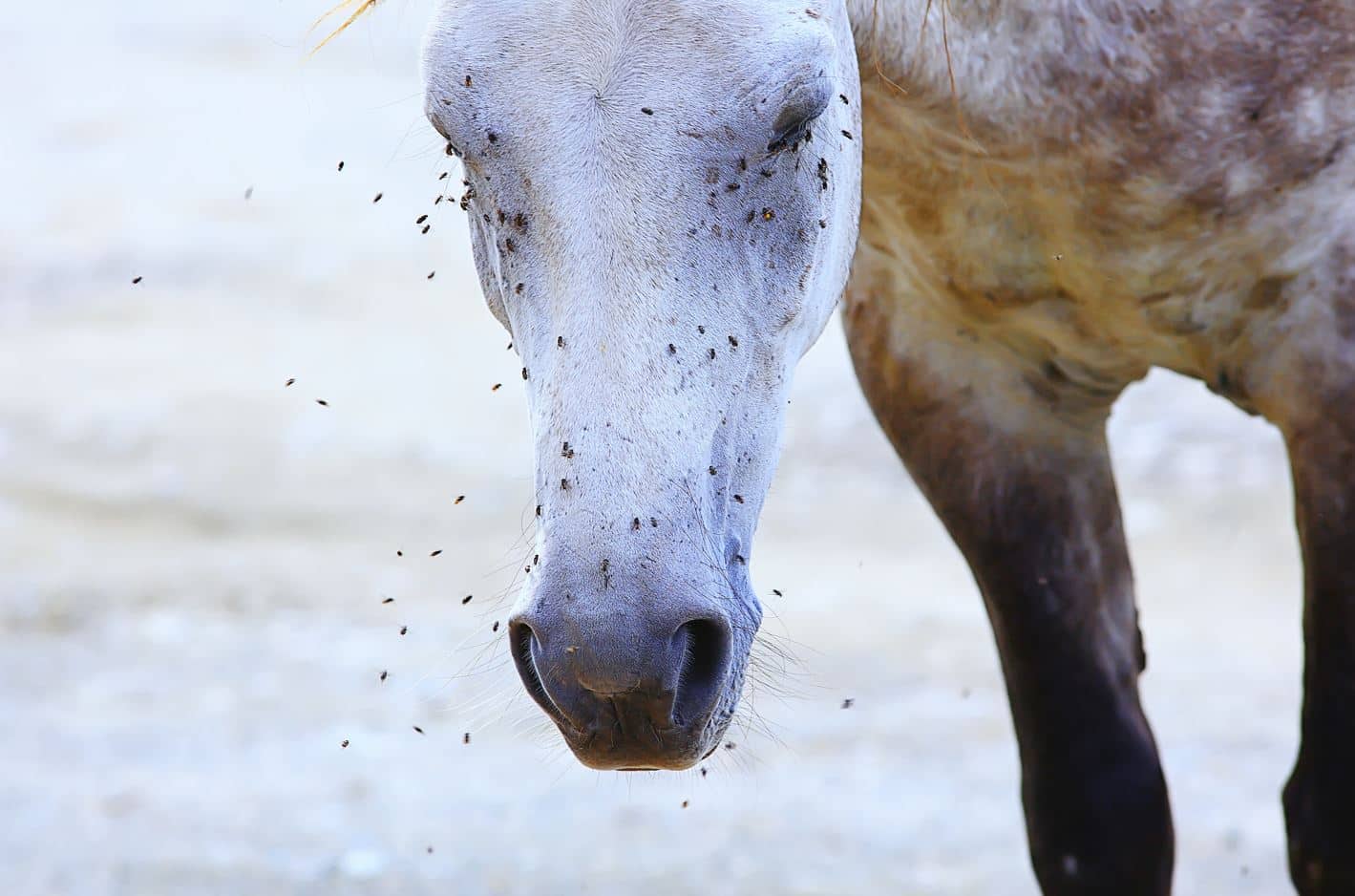 ¿Cómo proteger a su caballo de las moscas? - Royal Horse