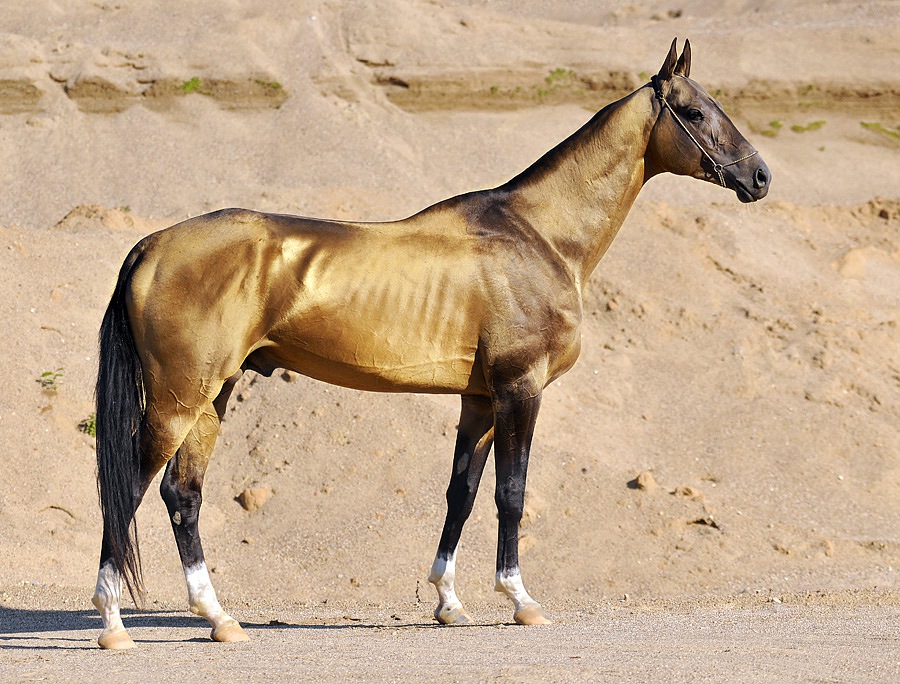 Le cheval Akhal-Teké - Royal Horse
