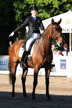 The warm-blooded Danish horse - Royal Horse