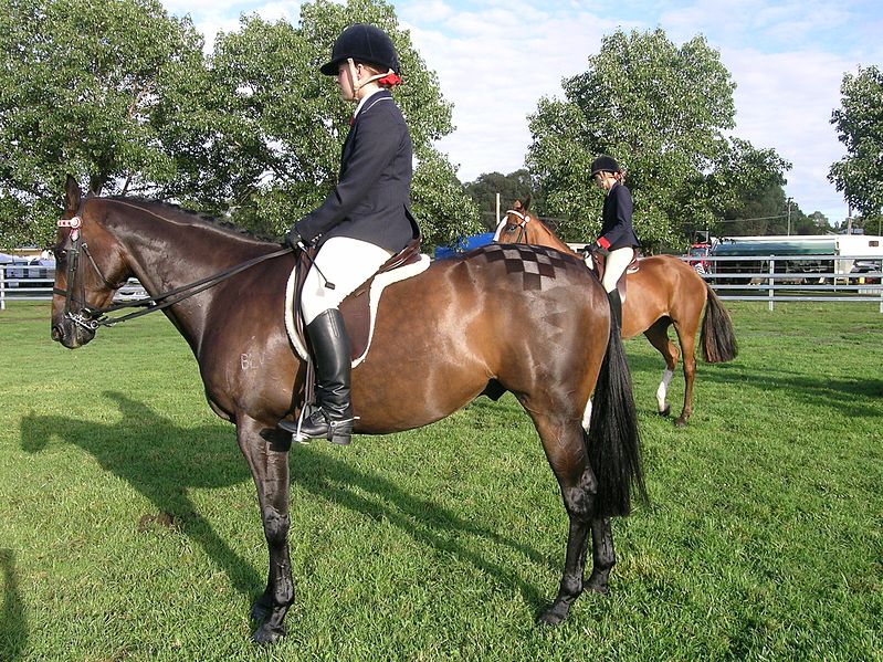 The Hack horse - Royal Horse