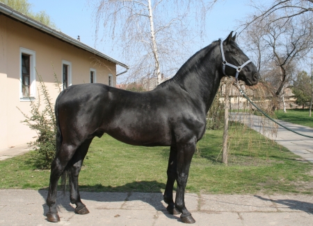 The Nonius horse - Royal Horse