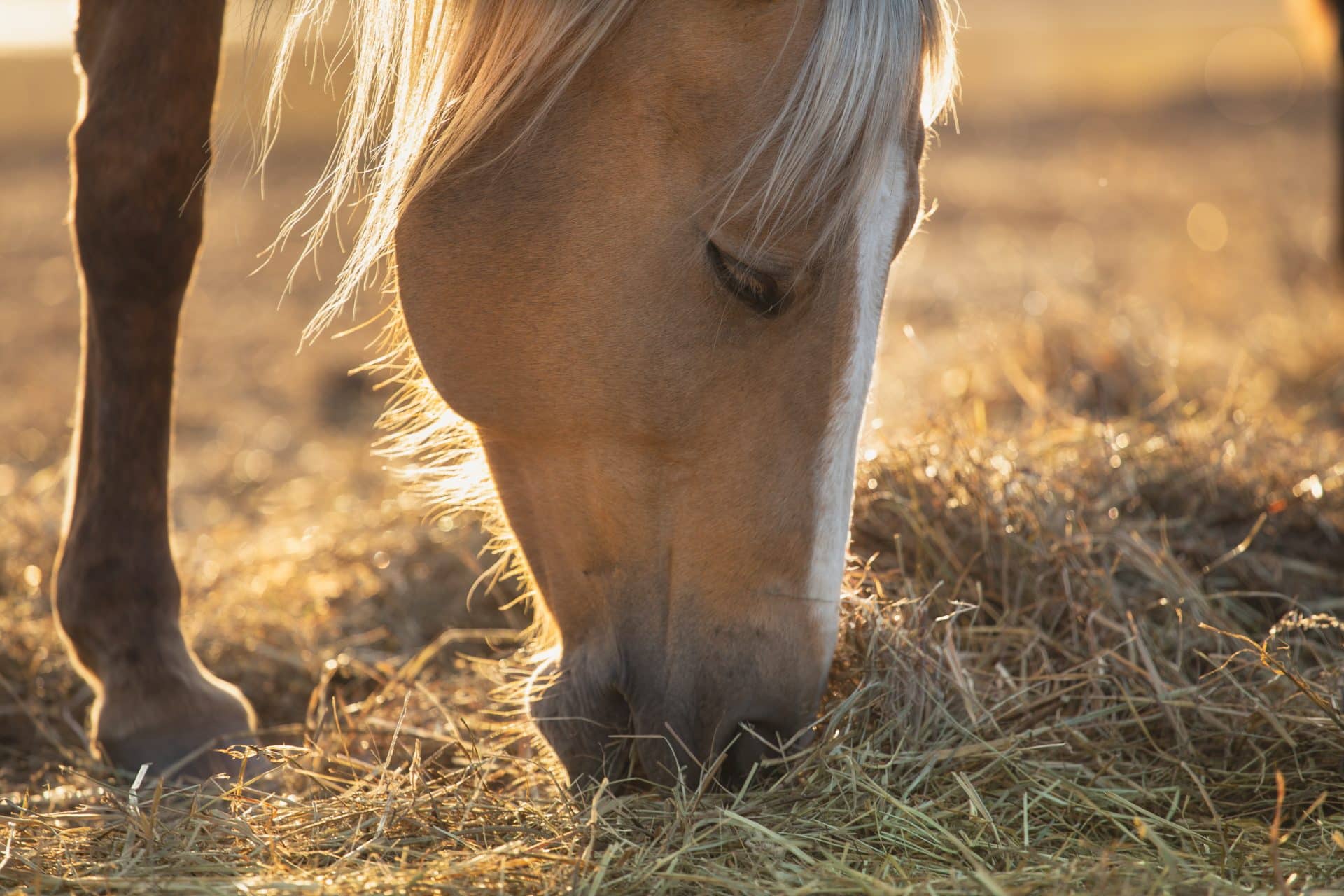 Alimentación del caballo: fomentar el bienestar - Royal Horse