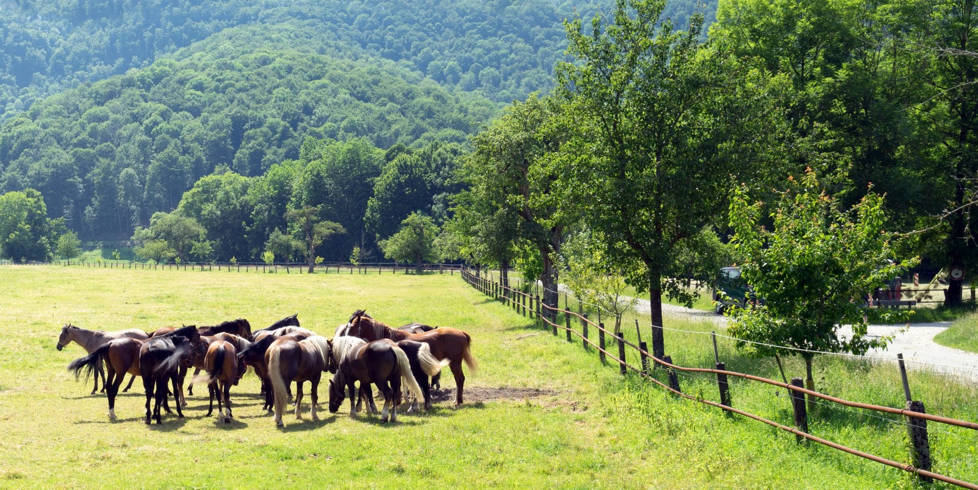 The active stable: everything you need to know - Royal Horse