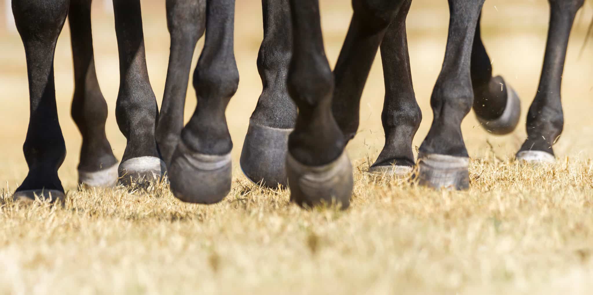 Mantener sanos los cascos de mi caballo - Royal Horse