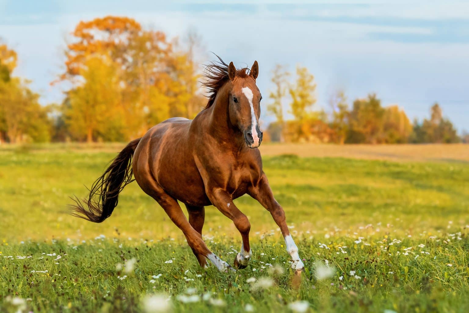 ¿cómo adaptar el aporte energético de su caballo? - Royal Horse